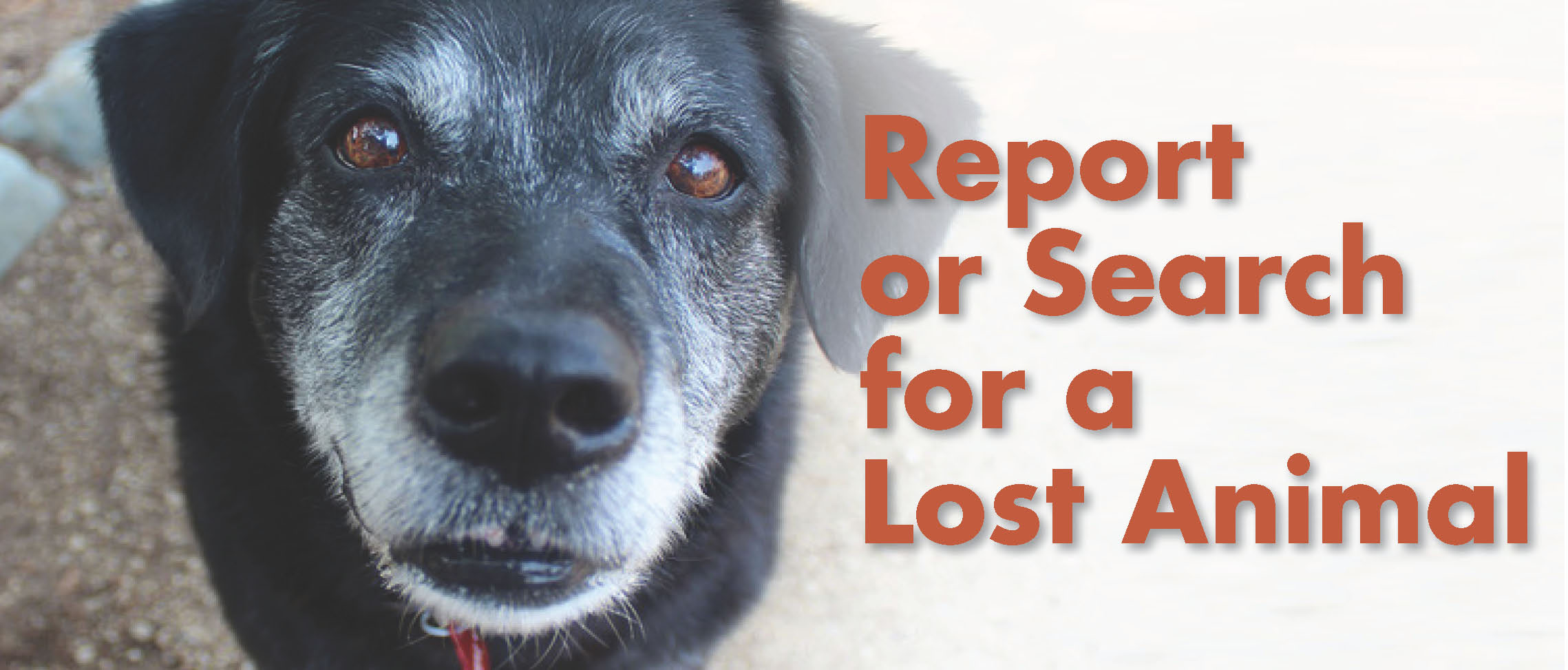 How Do I Report A Lost Dog