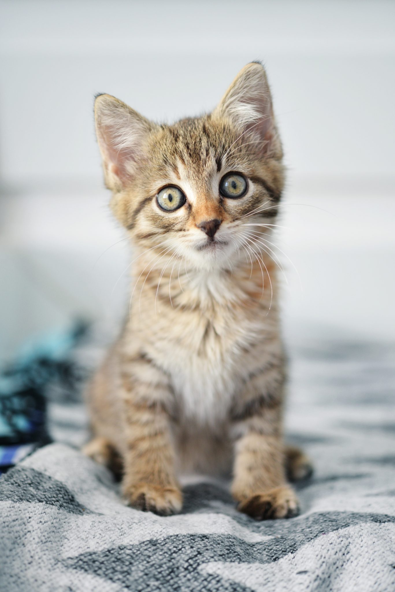Kitten Care - Friends of the Animals